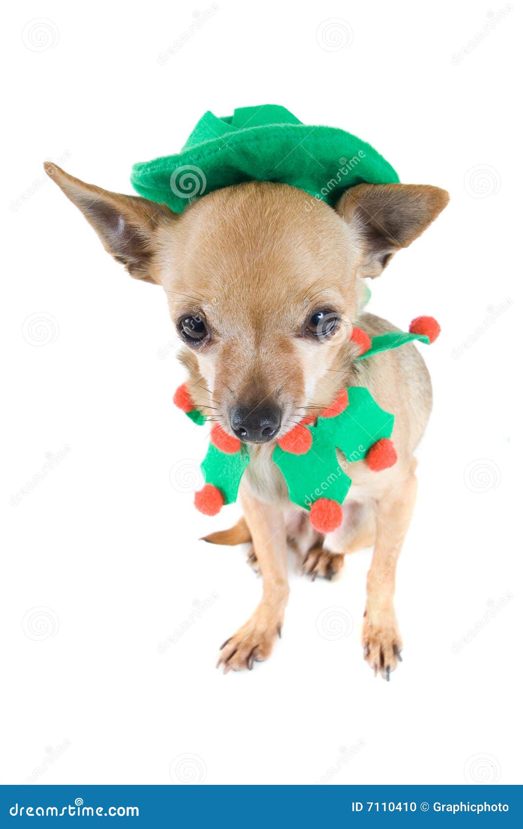 Elf dog stock photo. Image of breed, furry, funny, chihuahua - 7110410