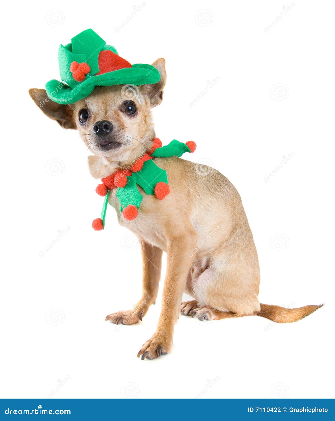 Elf dog stock photo. Image of mixed, furry, holiday, paws - 7110422