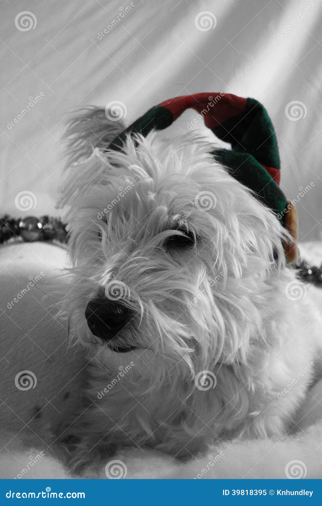 Elf Dog stock image. Image of westie, terrier, west, animals - 39818395