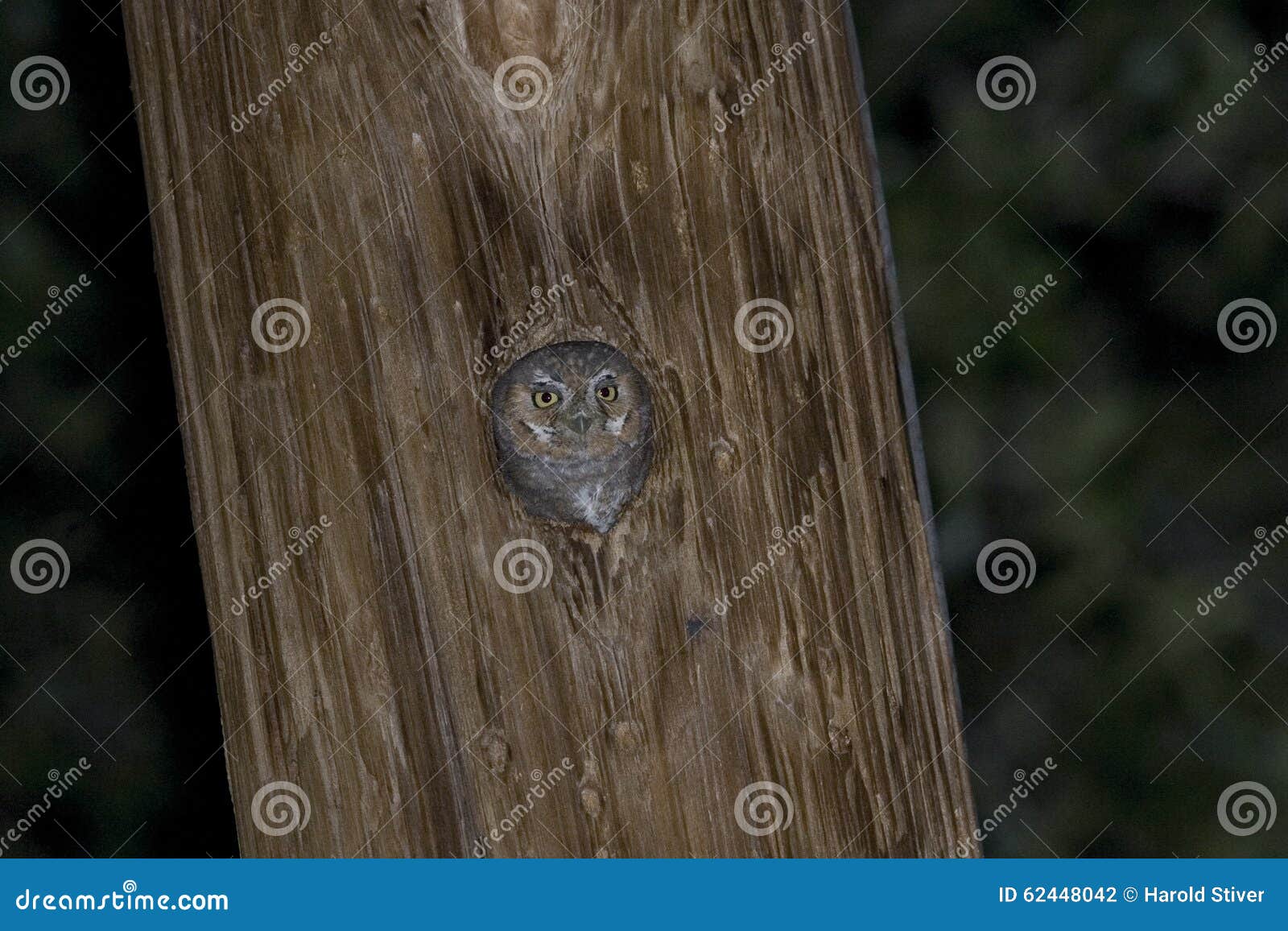 Elf Owl, Micrathene Whitneyi, Nesting in a Post Stock Photo - Image of ...