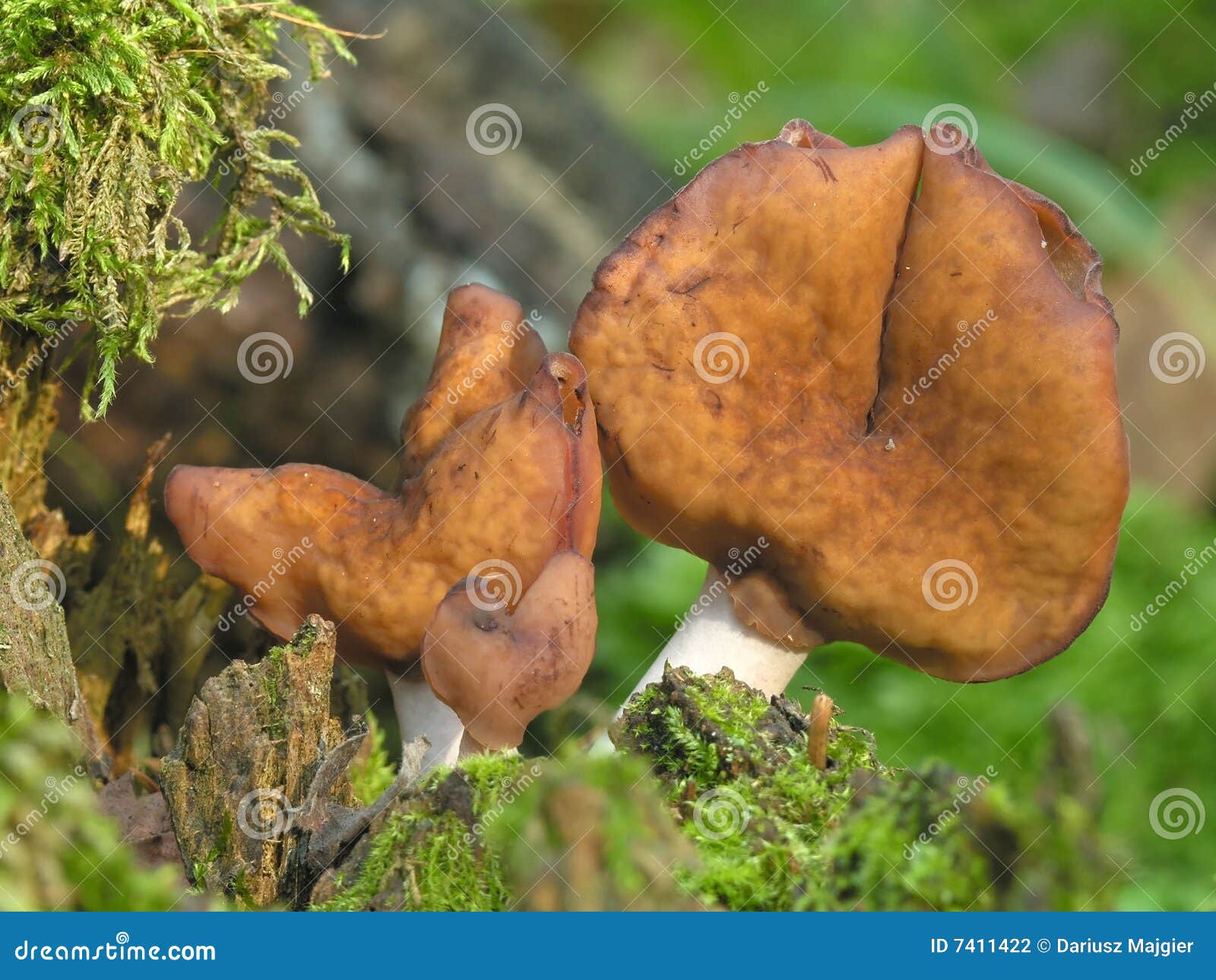 Gyromitra Infula, Commonly Known As The Hooded False Morel Or The Elfin ...