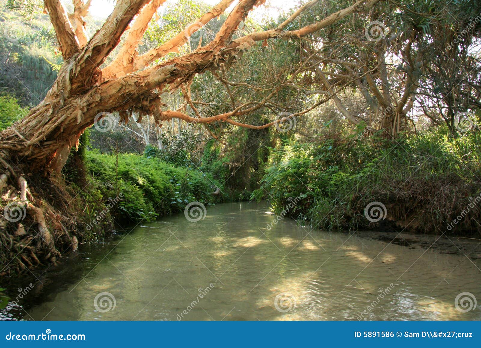 Eli Creek stock photo. Image of unesco, river, australia - 5891586 Eli Creek stock photo. Image of unesco, river, australia - 5891586