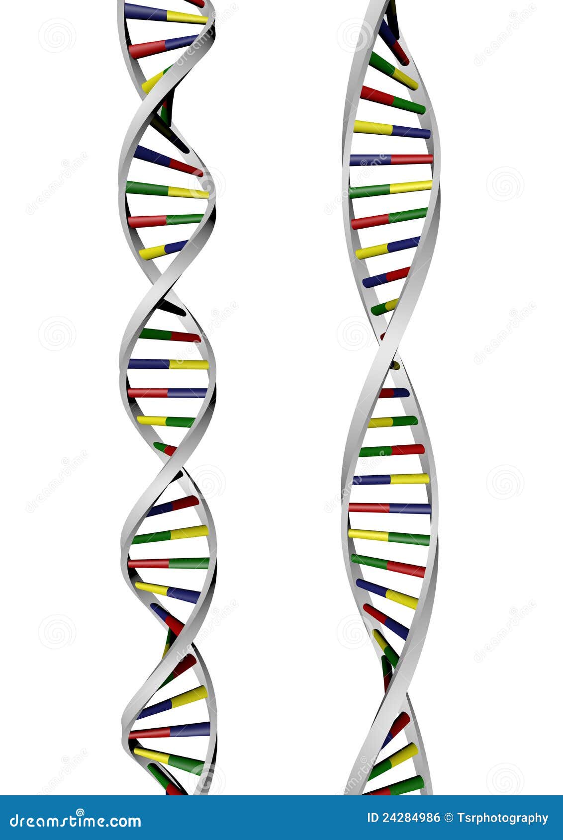 Elica del DNA due illustrazione di stock. Illustrazione di modello ...