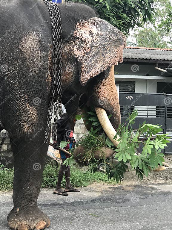 Eliphant стоковое фото. изображение насчитывающей естественно - 120349580