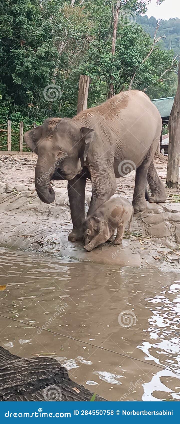 Eliphant with her son stock photo. Image of plant, mammal - 284550758