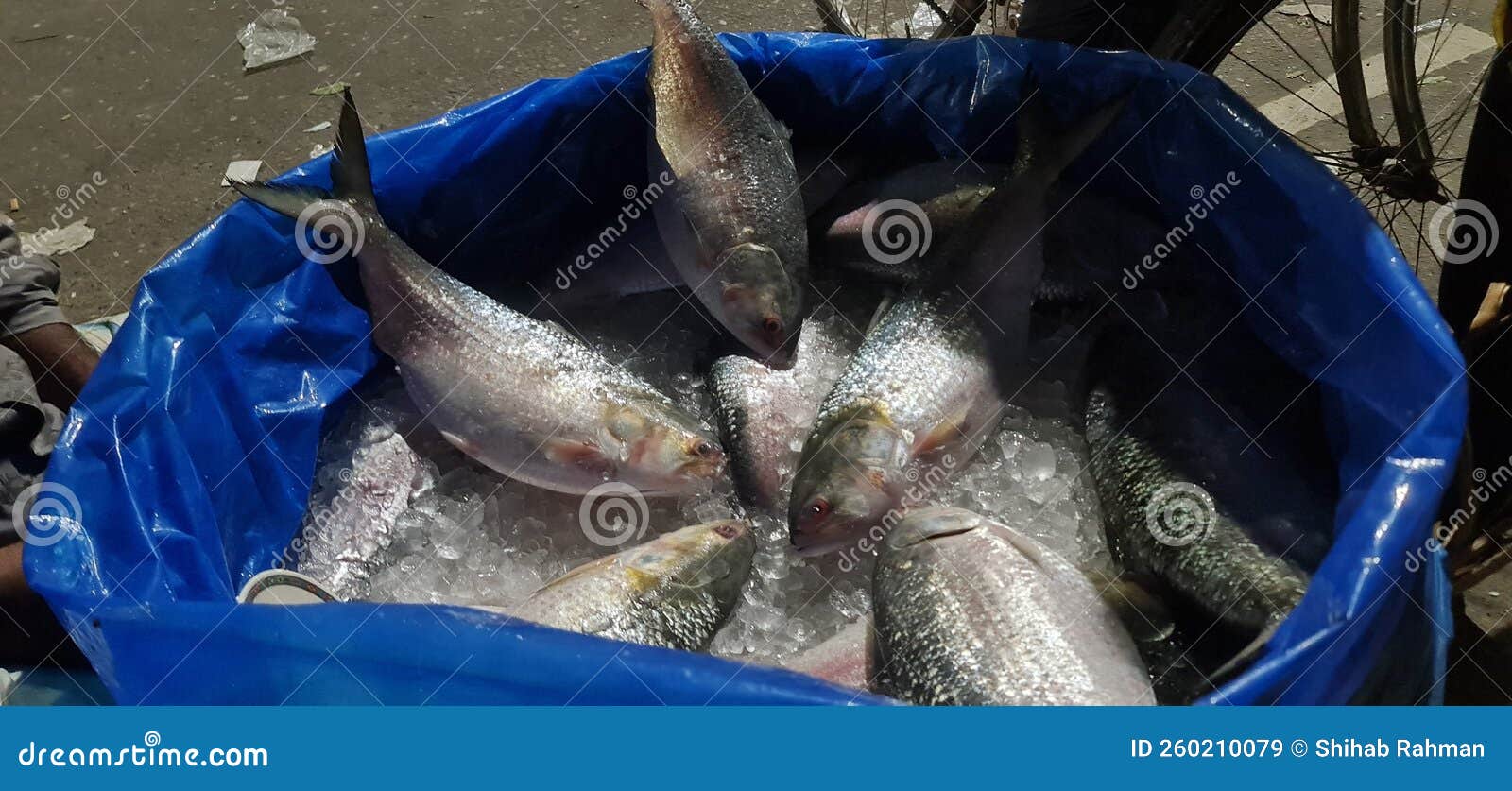 Elish Fish in Dhaka Bangladesh Stock Image - Image of fish, bang: 260210079