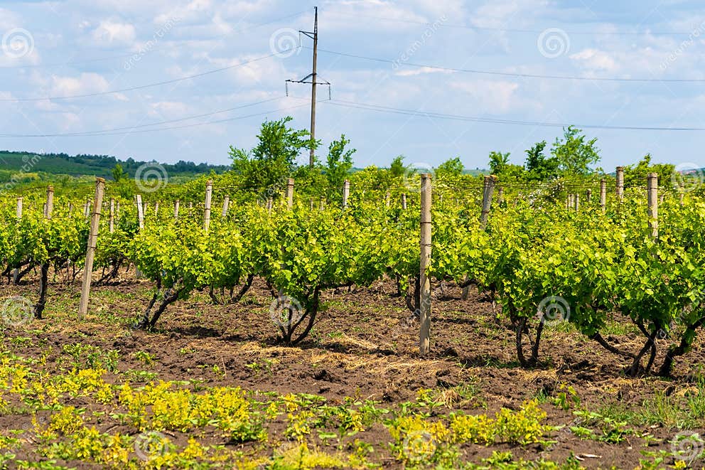Elite Wine Grape Fields. Background or Backdrop with Selective Focus ...