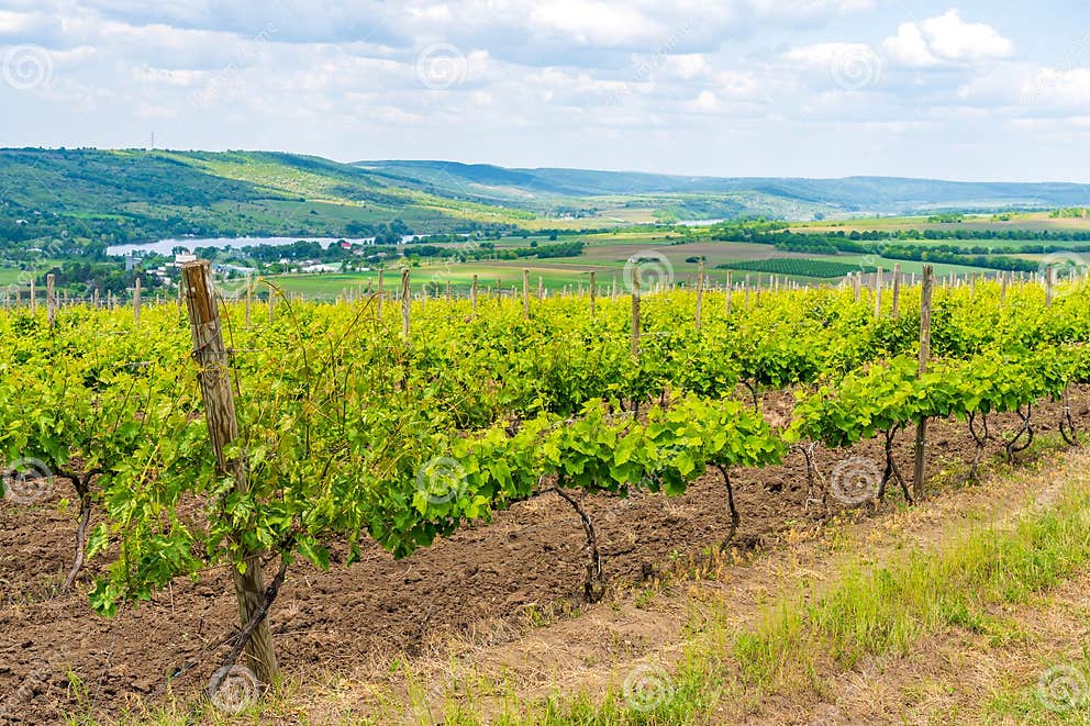 Elite Wine Grape Fields. Background or Backdrop with Selective Focus ...
