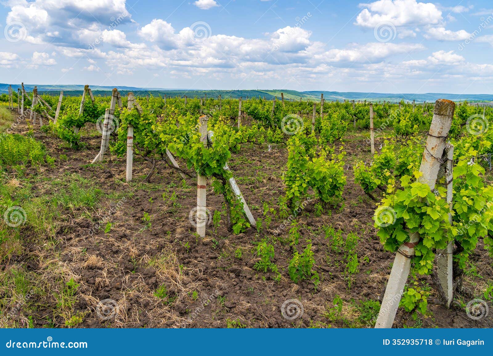 Elite Wine Grape Fields. Background or Backdrop with Selective Focus ...