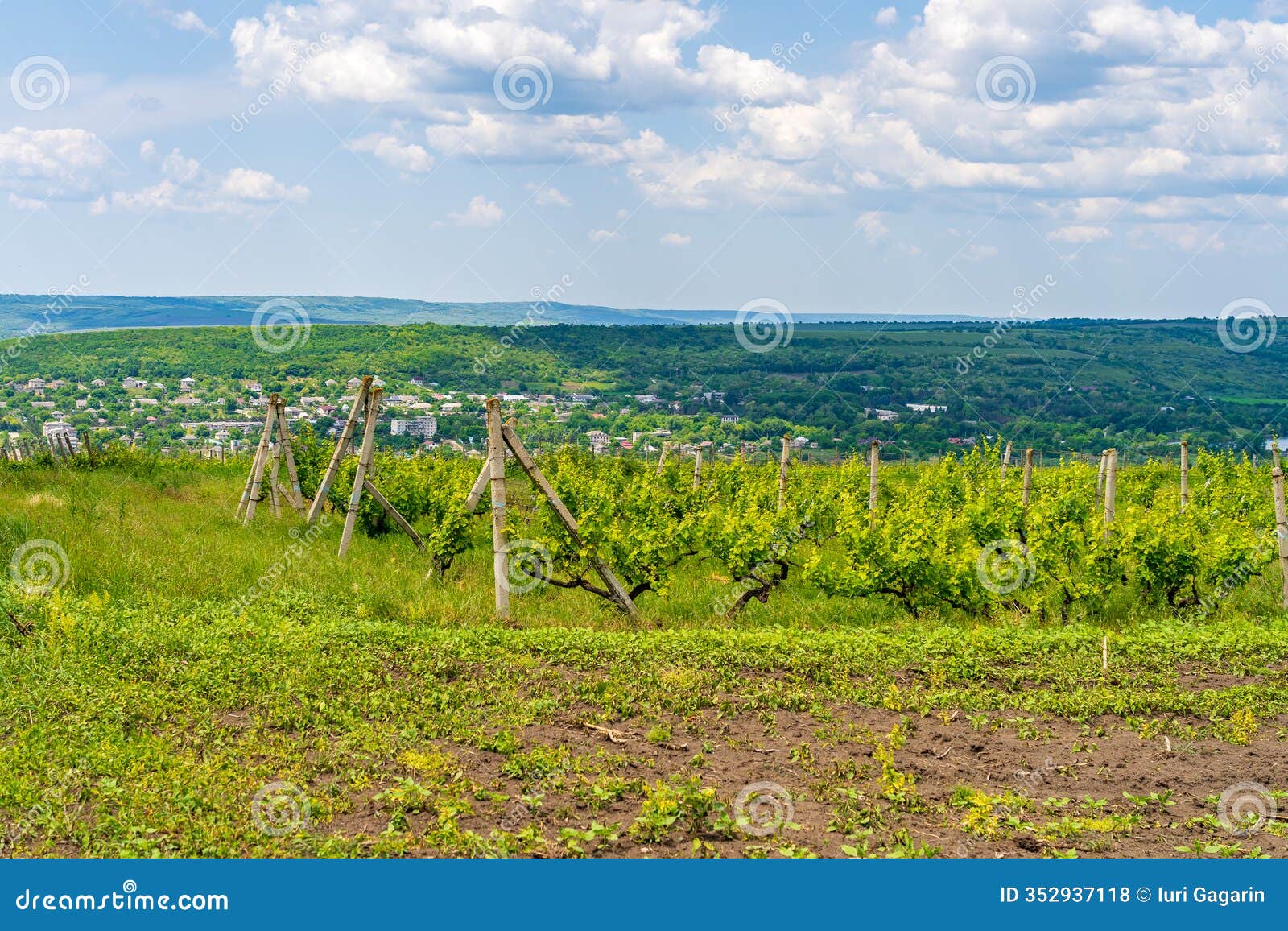 Elite Wine Grape Fields. Background or Backdrop with Selective Focus ...