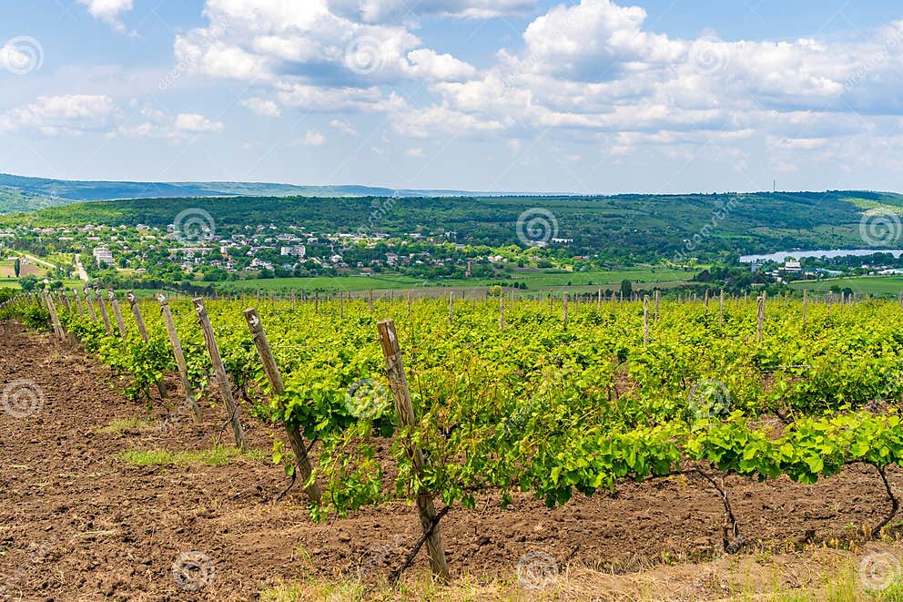Elite Wine Grape Fields. Background or Backdrop with Selective Focus ...