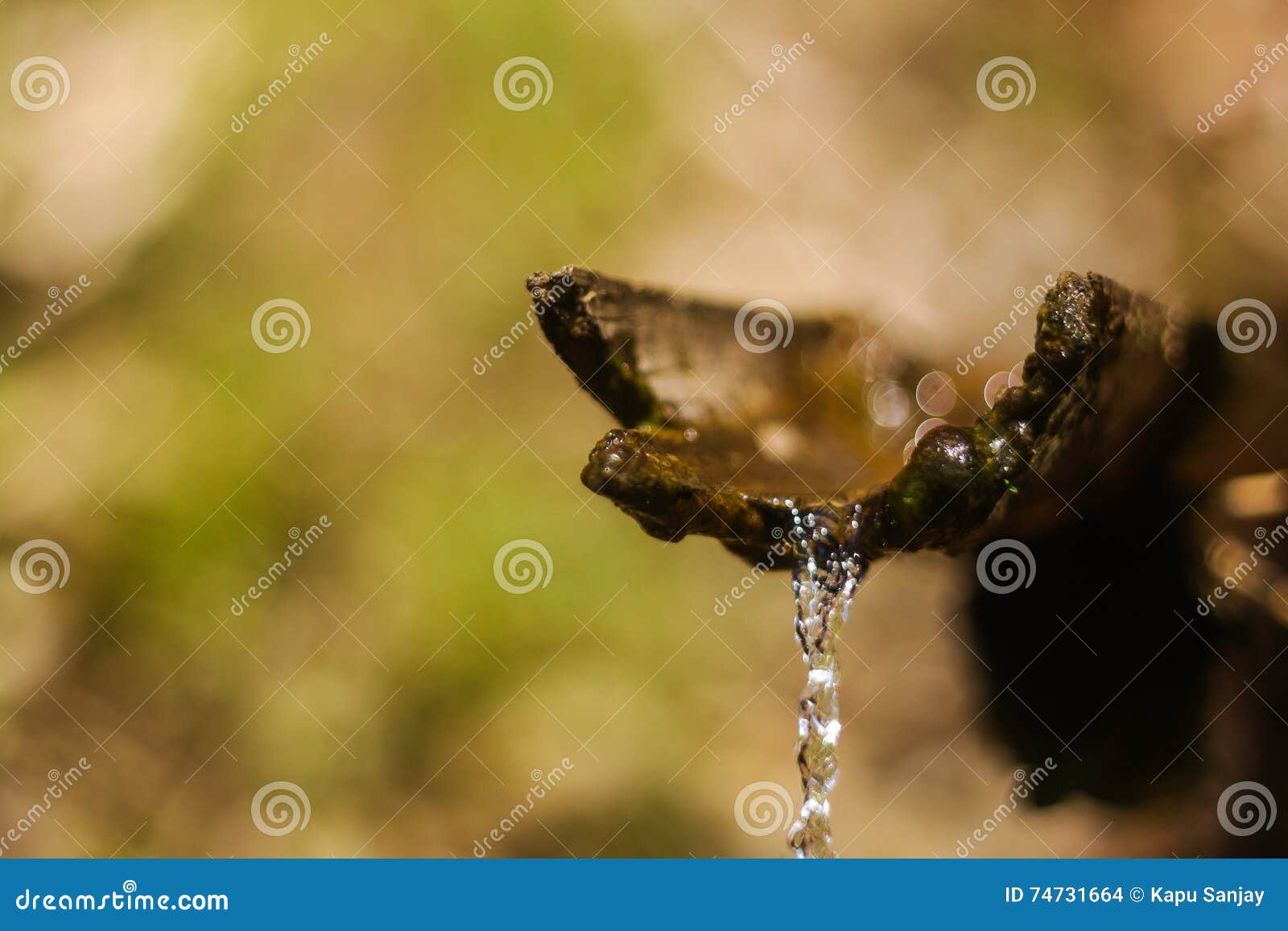 Elixir of Life stock photo. Image of elixir, focus, abstract - 74731664