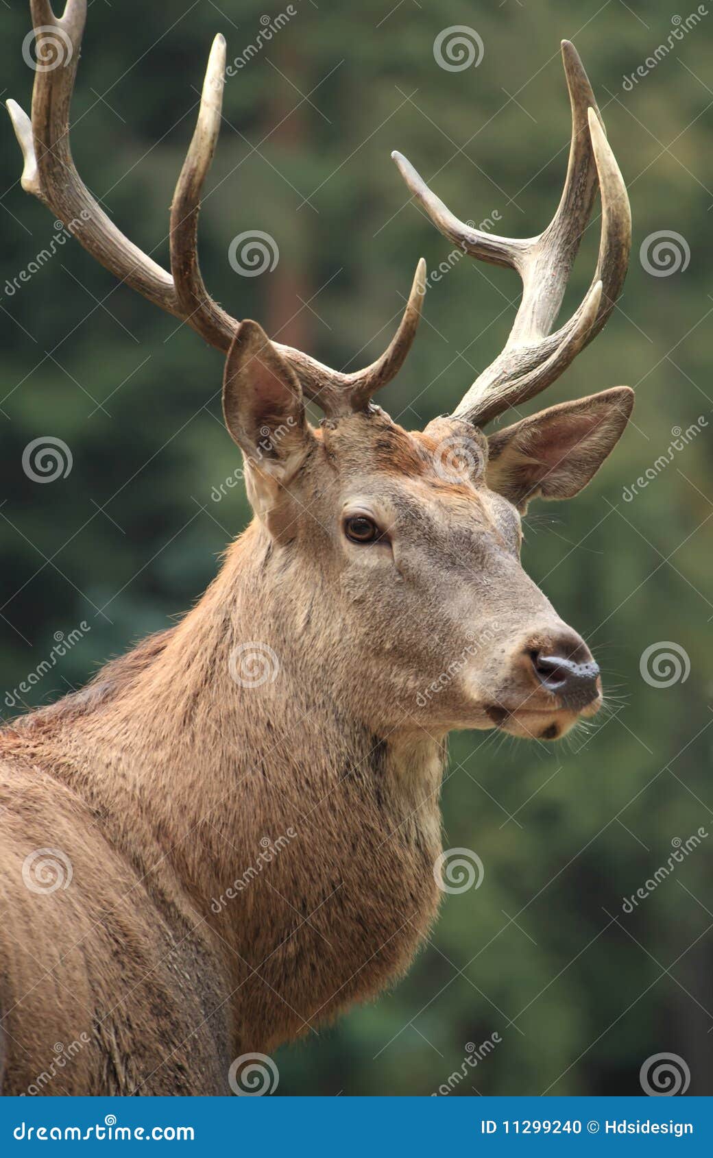 Elk stock photo. Image of bull, head, deer, horns, details - 11299240