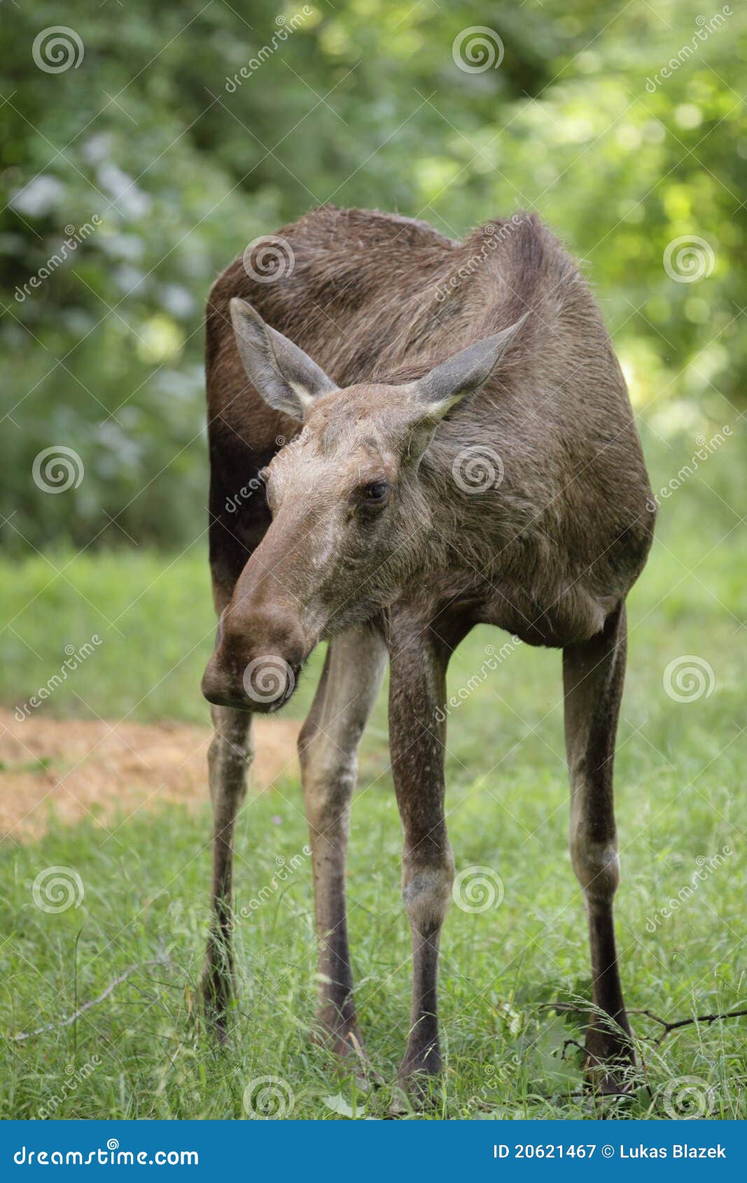 Elk stock image. Image of grass, canadensis, animal, cervus - 20621467