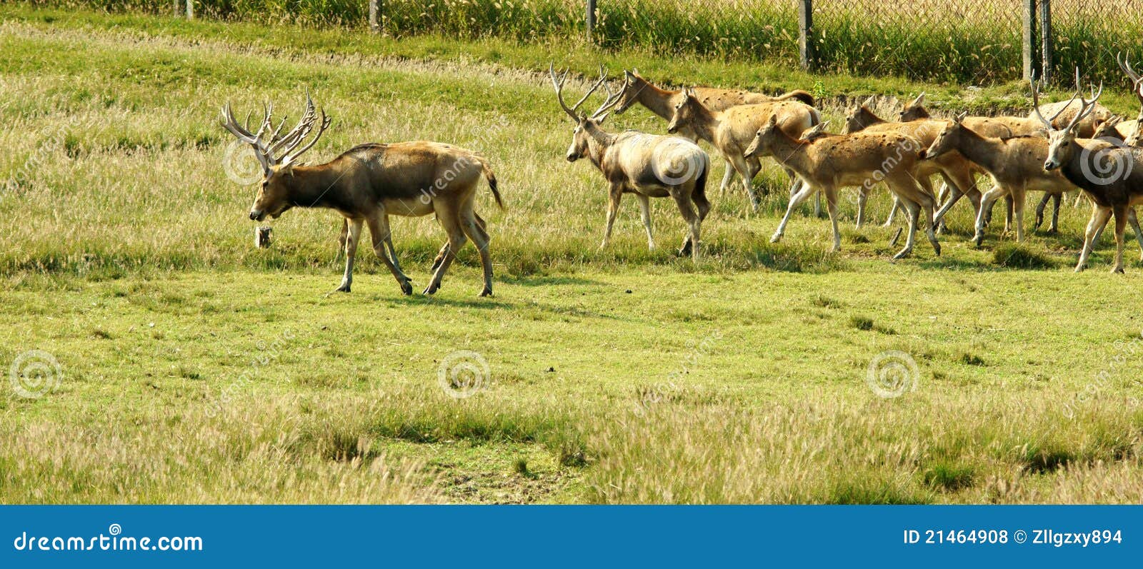 Elk stock photo. Image of reserves, asia, breeding, jiangsu - 21464908