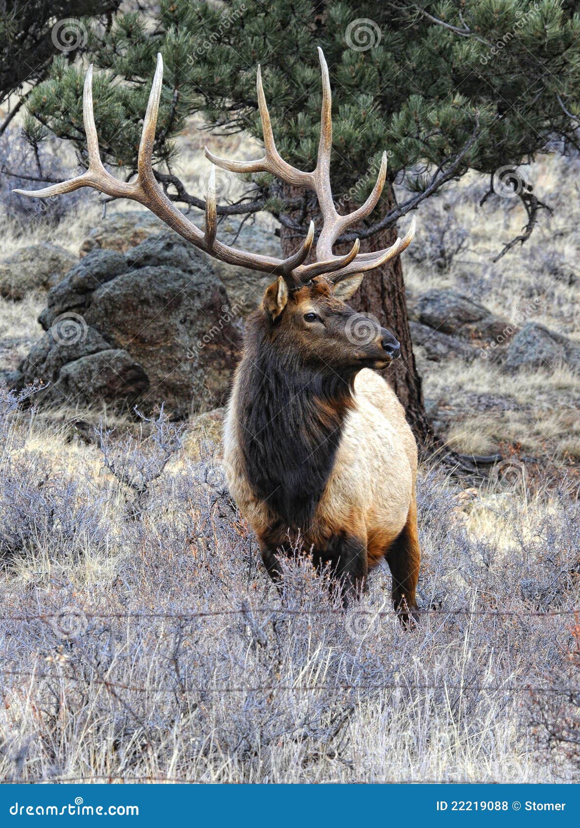 Elk stock photo. Image of majestic, mountain, beautiful - 22219088