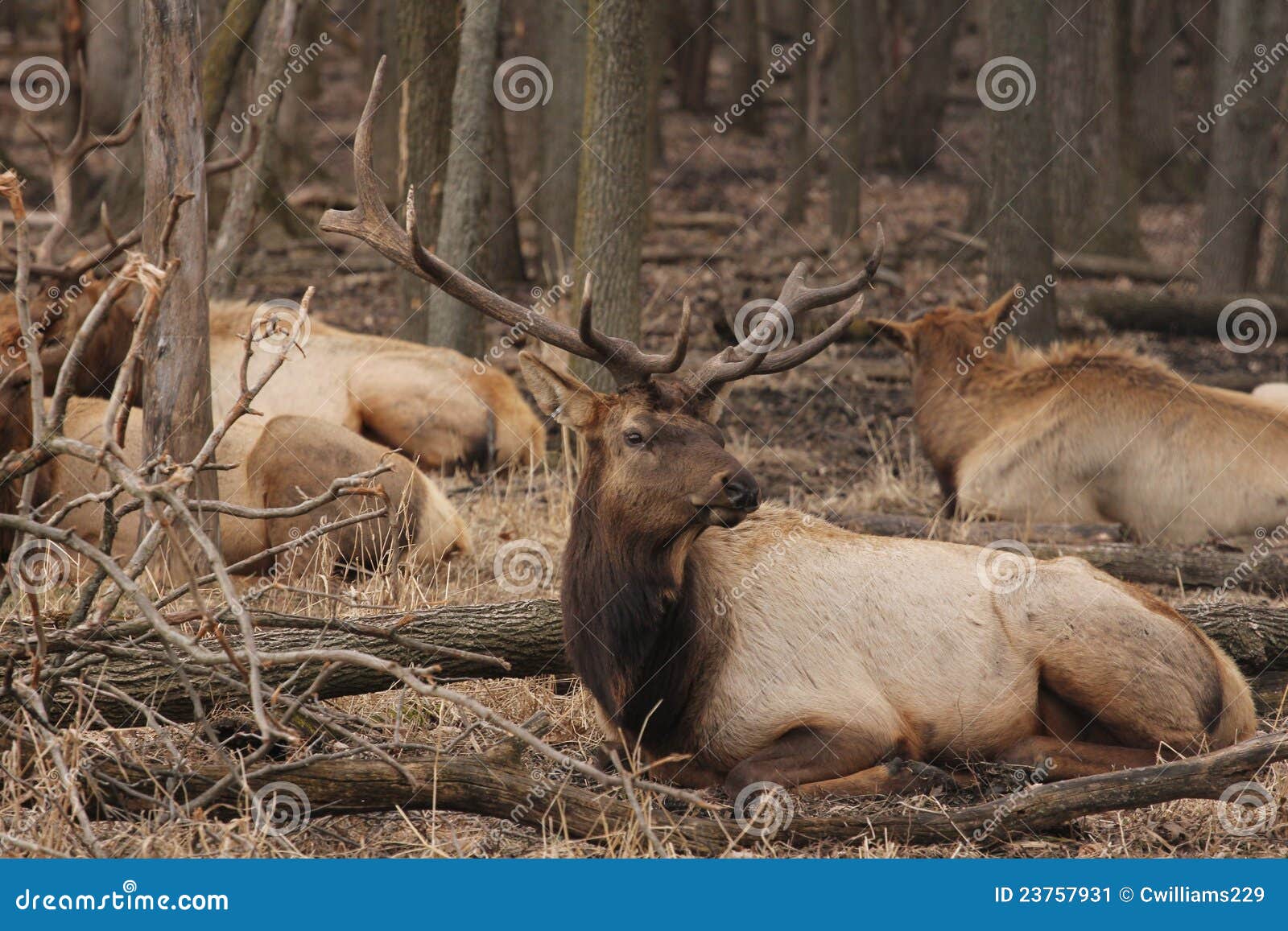 Elk stock image. Image of male, laying, forest - 23757931