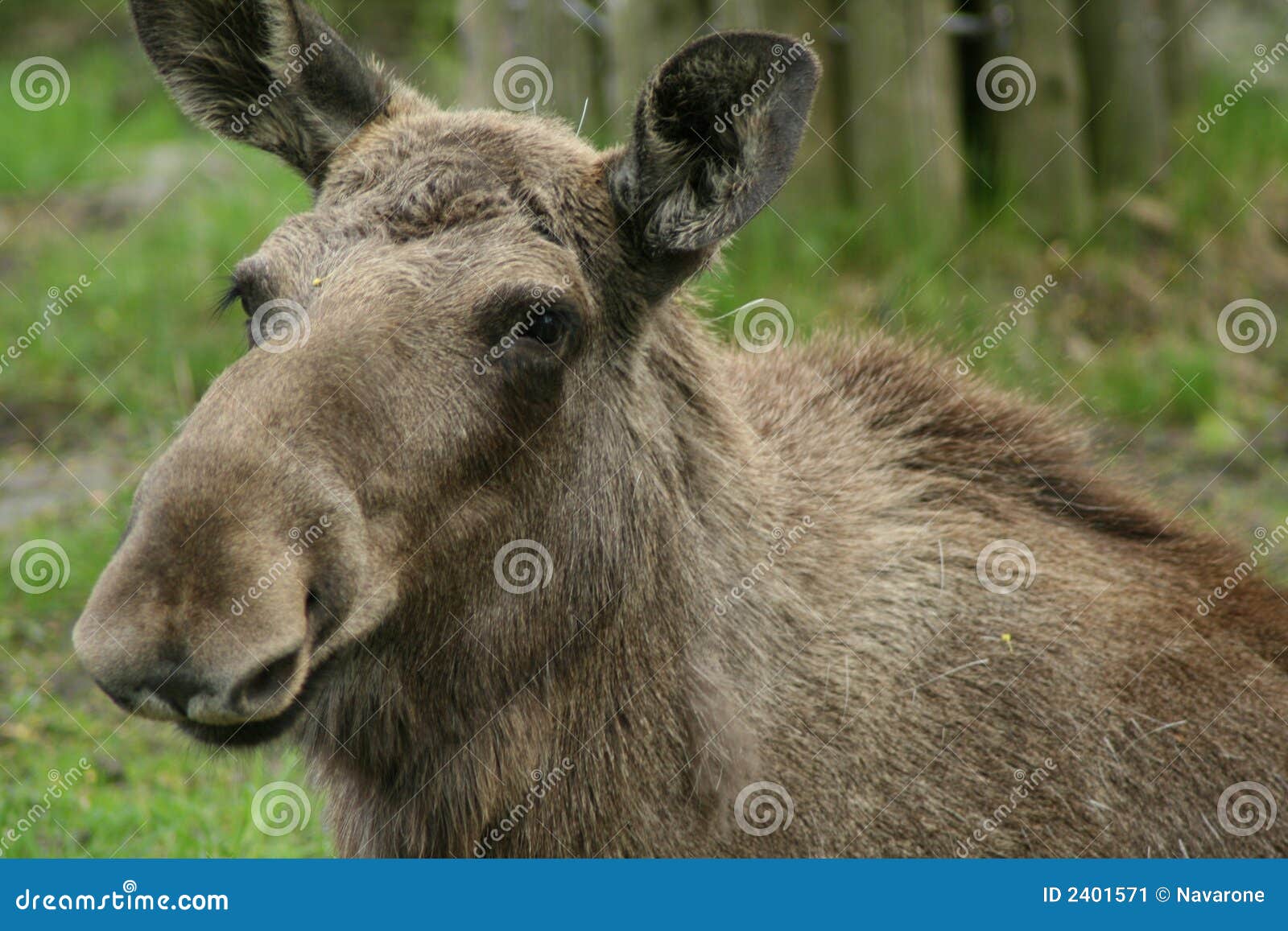 Elk stock image. Image of ears, rest, forest, muzzle, hunted - 2401571