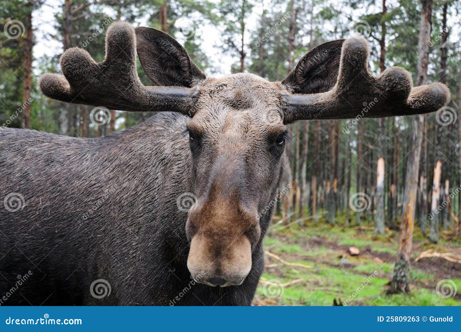 Elk stock image. Image of sweden, portrait, elks, woods - 25809263