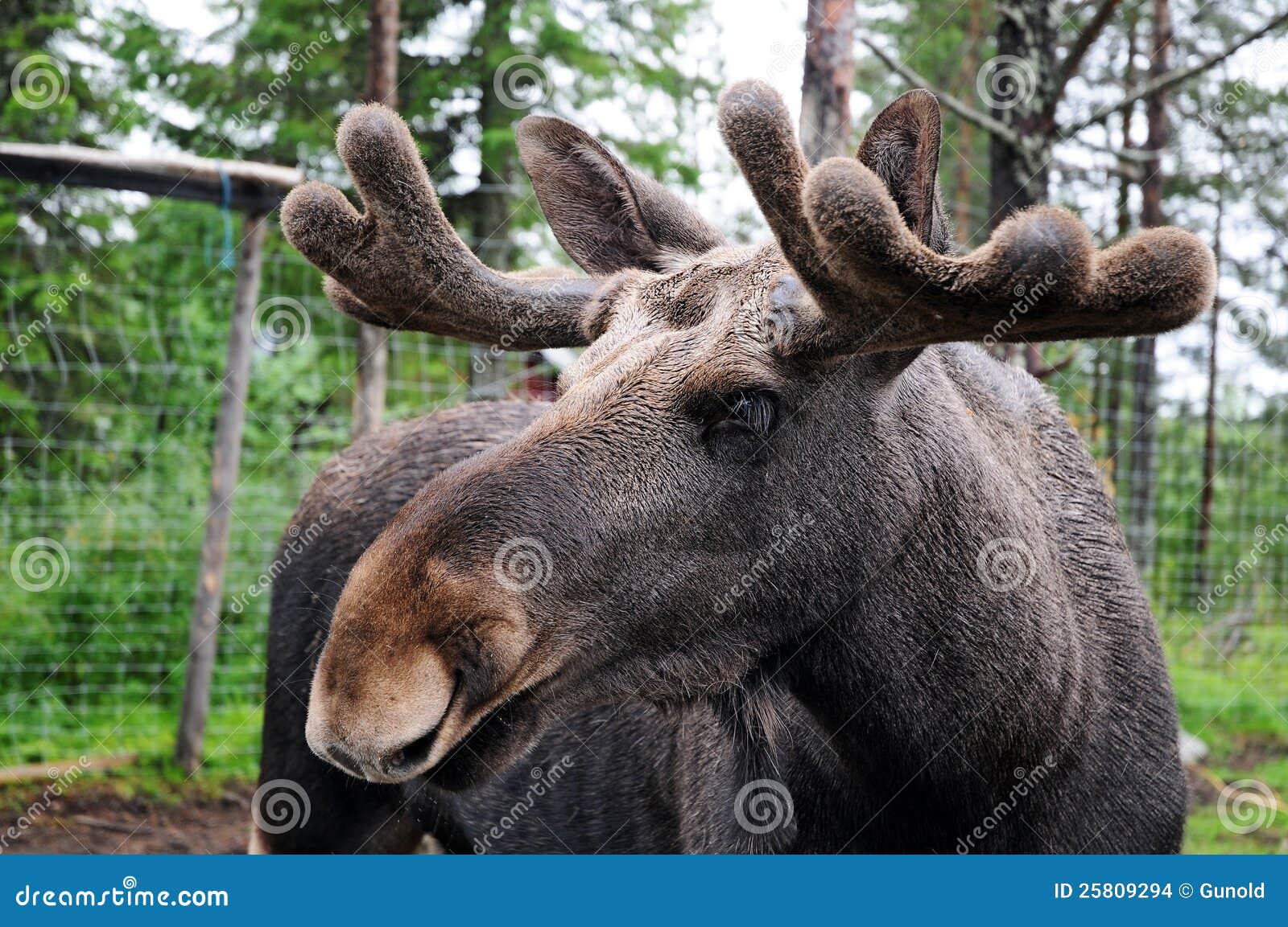 Elk stock photo. Image of horn, sweden, horns, antlers - 25809294
