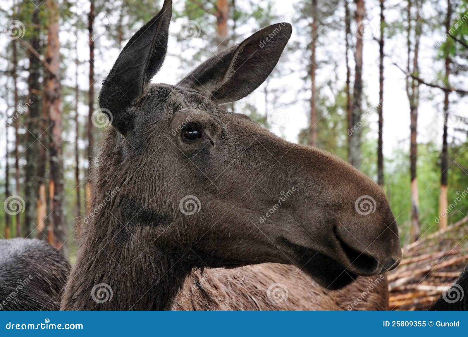 Elk stock image. Image of portrait, trees, scandinavia - 25809355