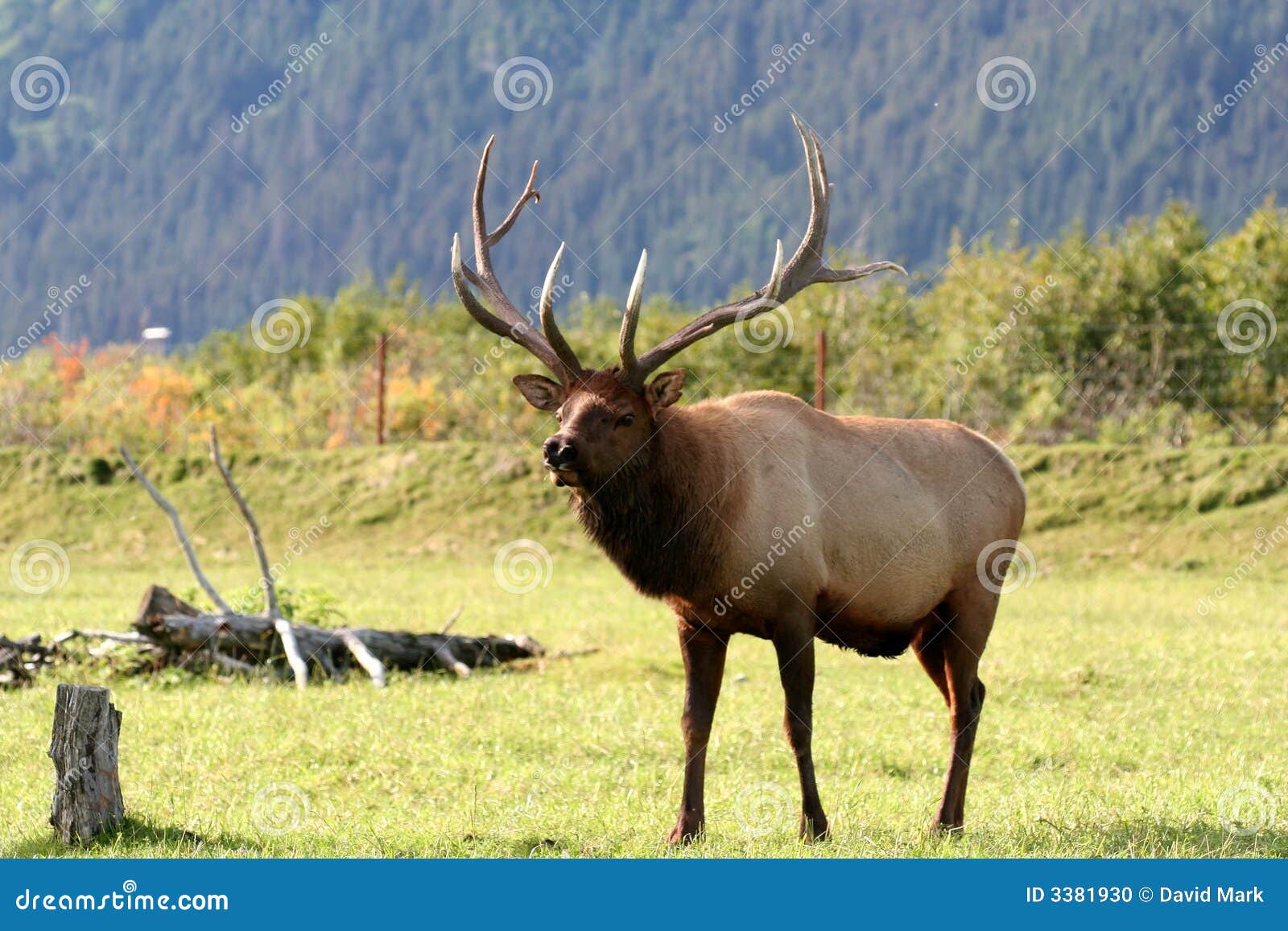 Elk stock photo. Image of foliage, scenery, deer, hills - 3381930