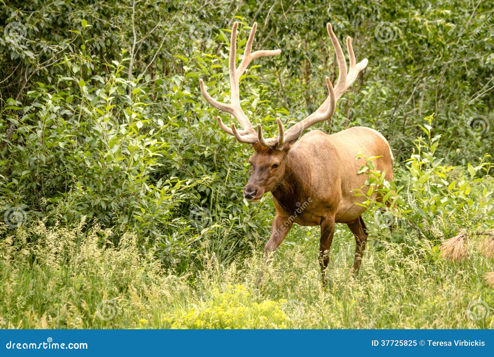 Elk stock image. Image of mountain, hunting, summer, deer - 37725825