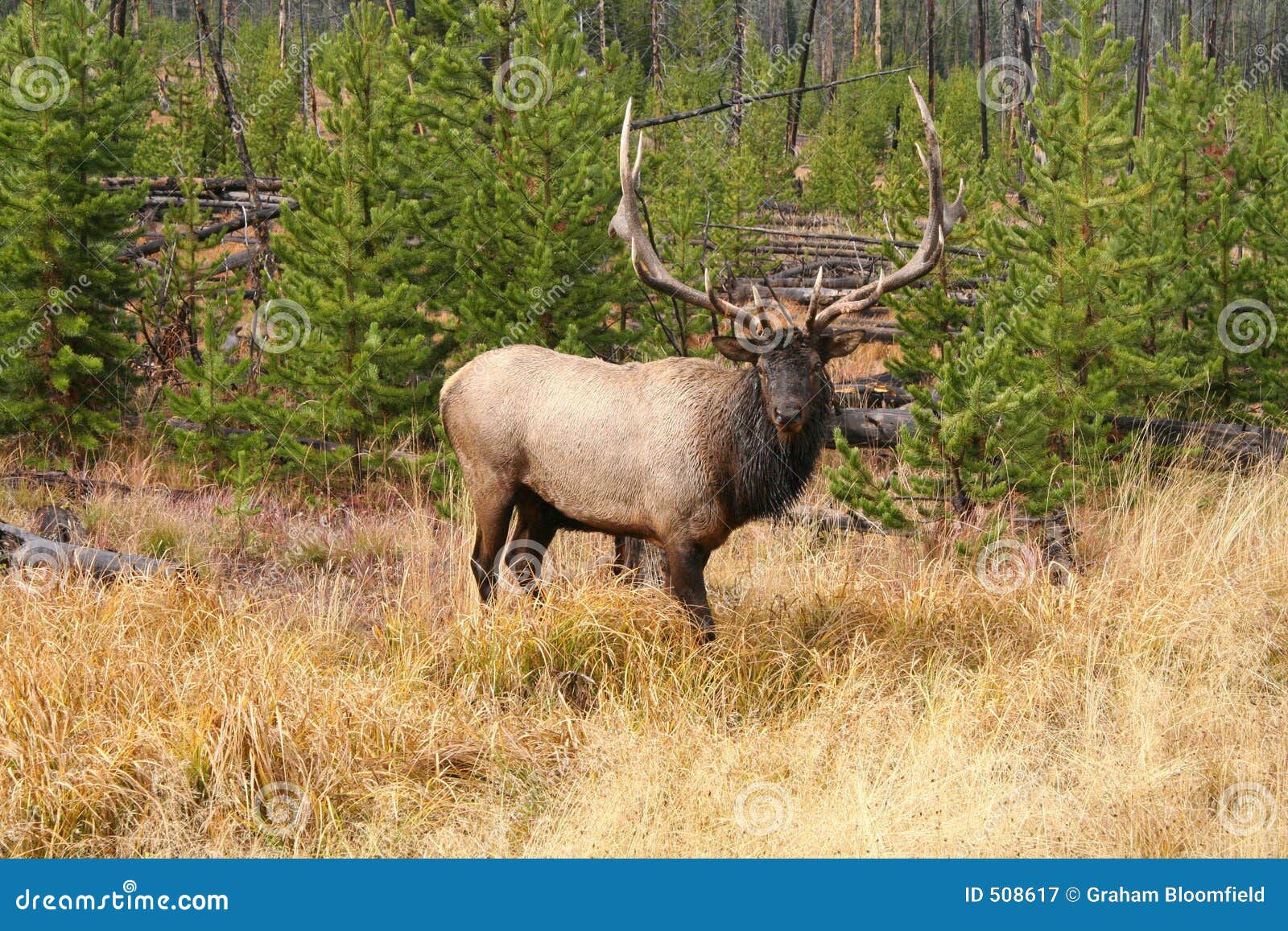 Elk stock image. Image of trees, deer, wild, antlers, aggression - 508617