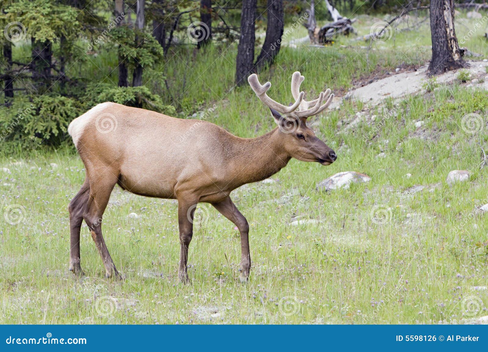Elk. stock photo. Image of pasture, mammal, bull, prairie - 5598126