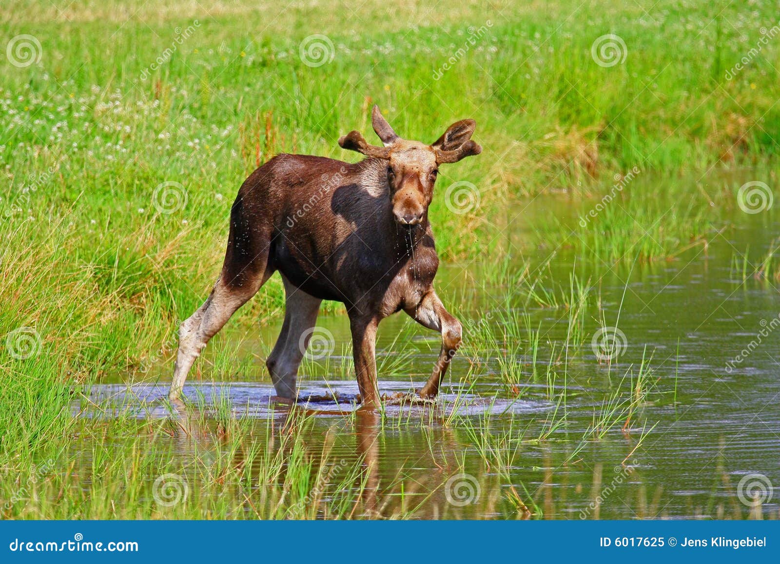 Elk stock image. Image of moose, nature, grand, sweden - 6017625