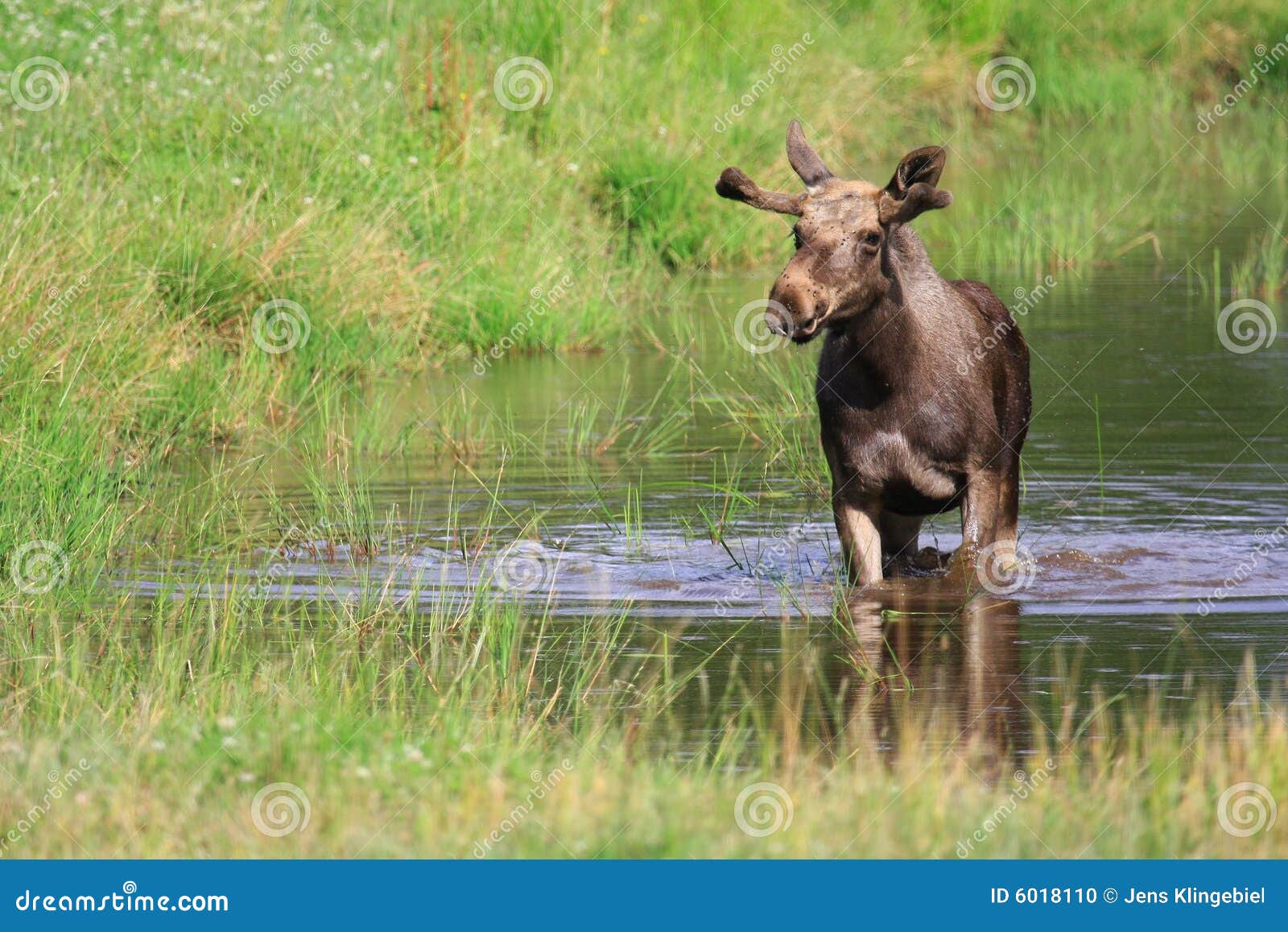 Elk stock photo. Image of moose, game, scandinavia, north - 6018110
