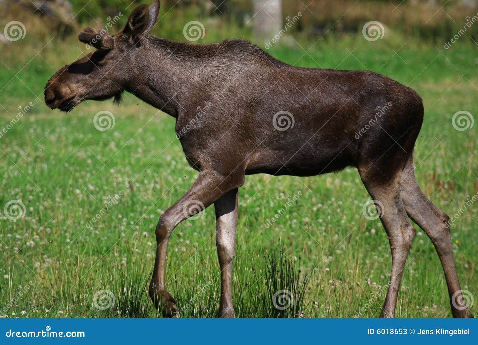 Elk stock image. Image of moose, scandinavia, sweden, mammal - 6018653