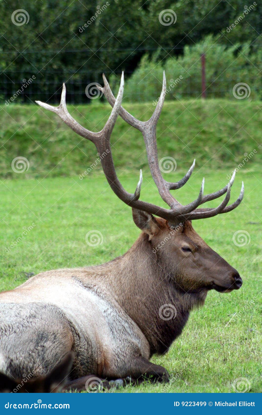 Elk stock image. Image of proud, stag, dominate, profile - 9223499