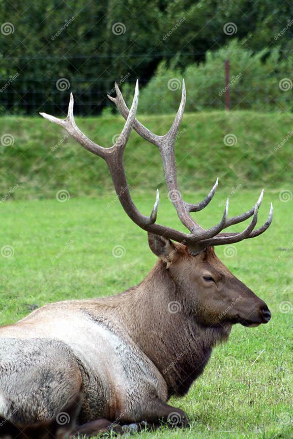 Elk stock image. Image of proud, stag, dominate, profile - 9223499