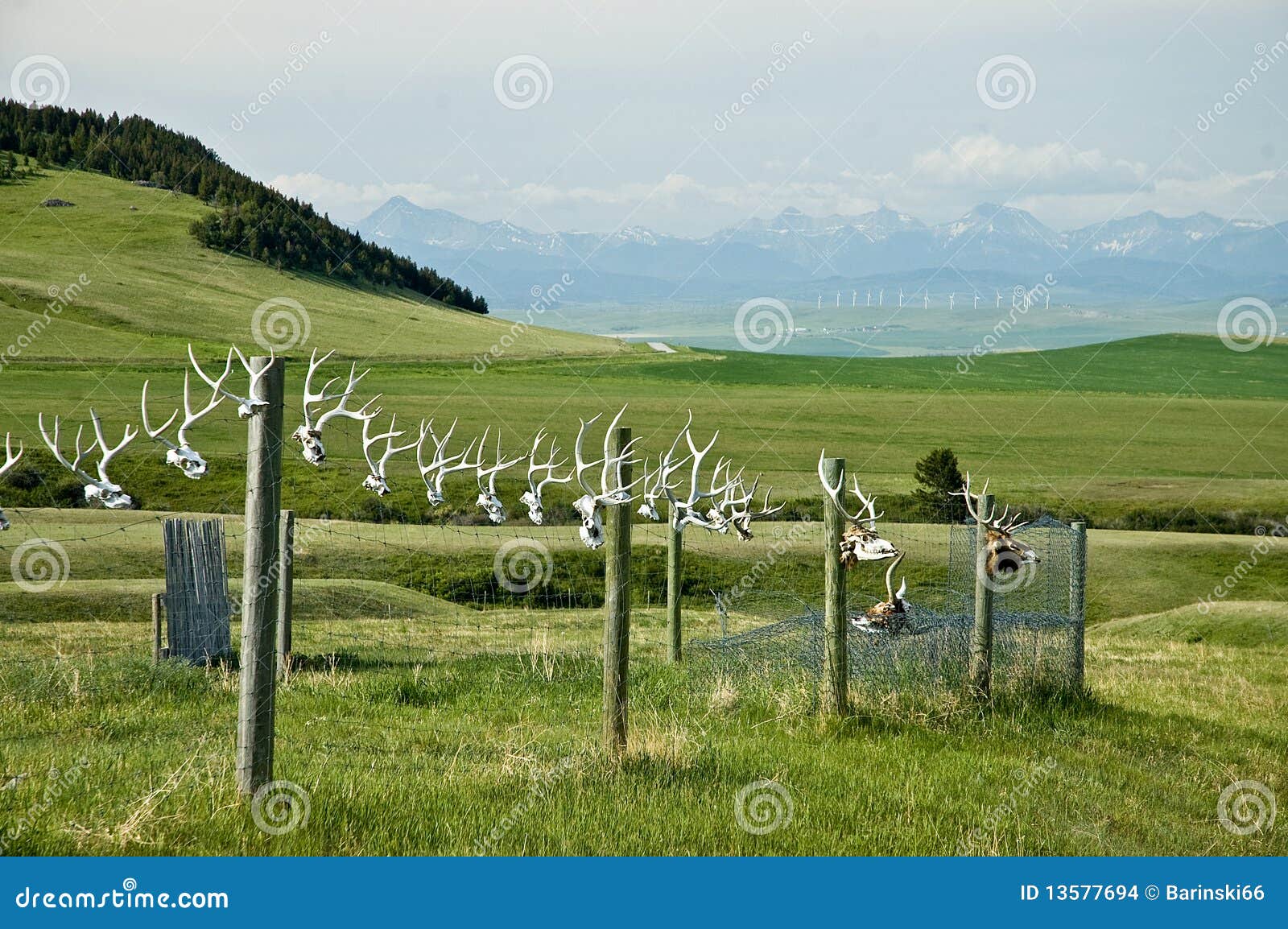Elk Antler Fence stock photo. Image of meadow, fence - 13577694