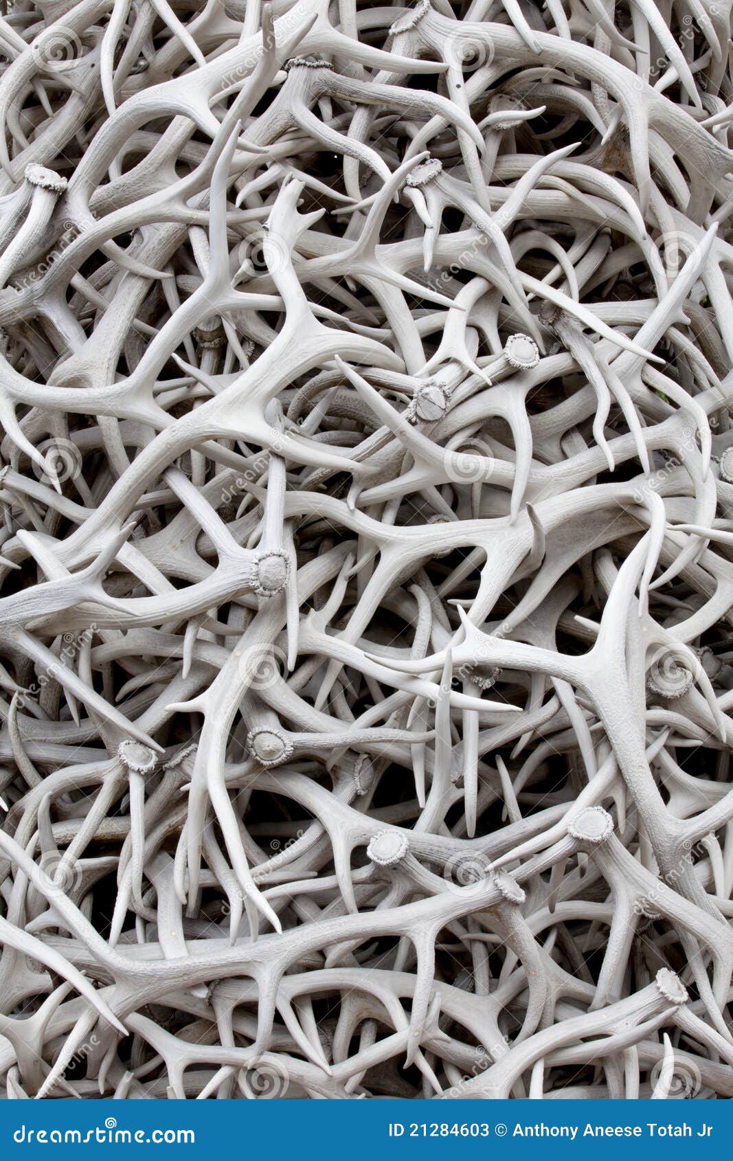 Elk Antlers (background) stock image. Image of forest - 21284603