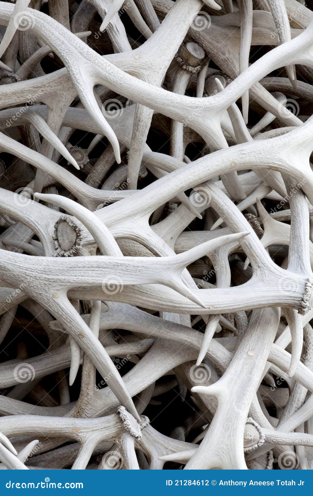 Elk Antlers (background) stock photo. Image of forest - 21284612