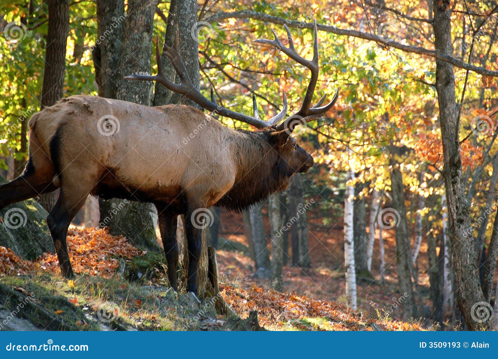Elk in autumn stock image. Image of yellowstone, bull - 3509193