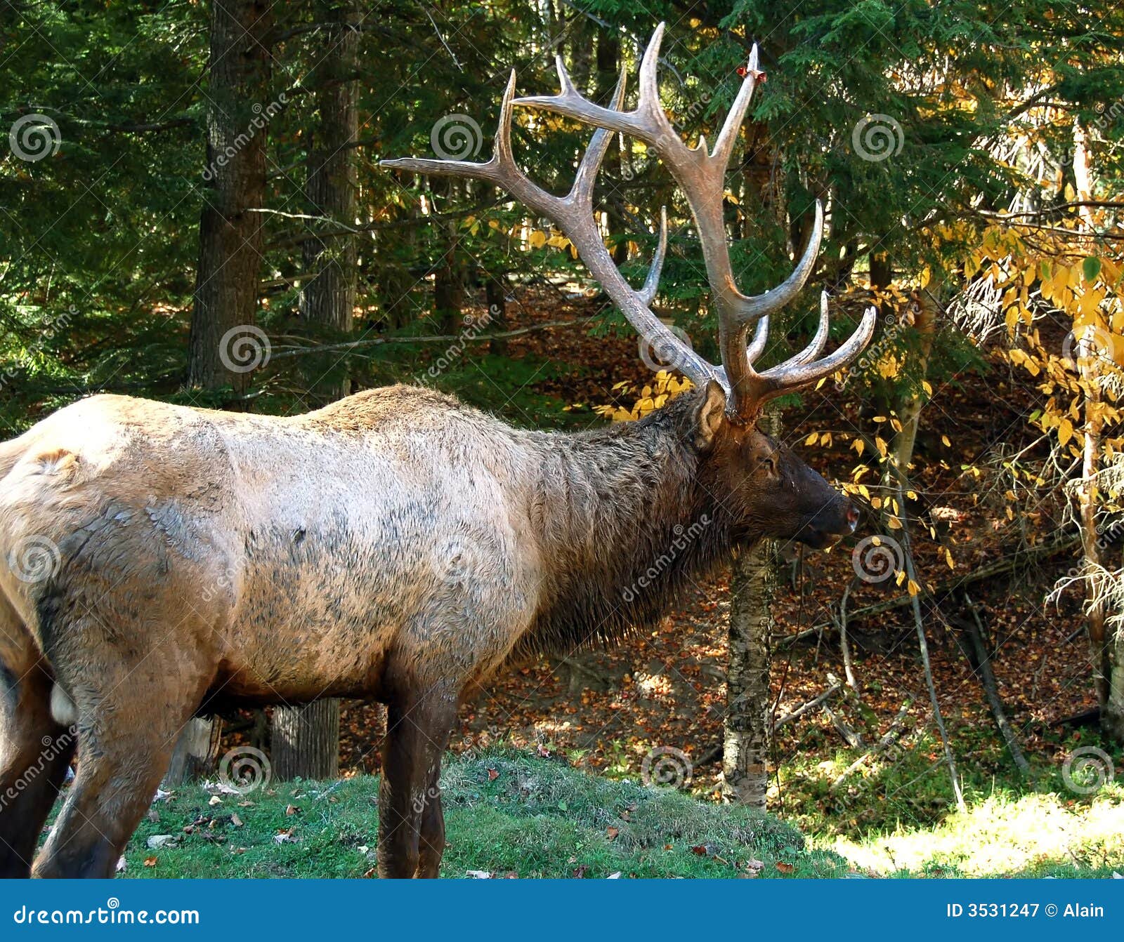 Elk in autumn stock image. Image of rutting, bull, yellowstone - 3531247