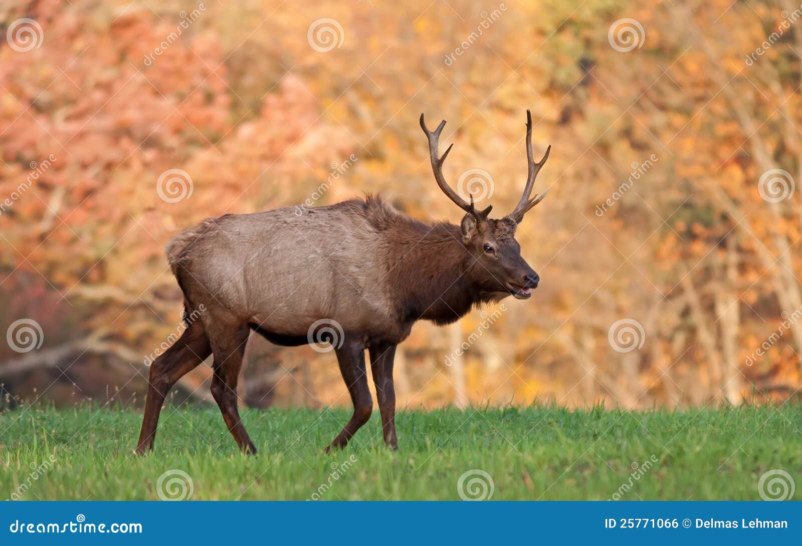Elk in Autumn Sunlight stock photo. Image of morning - 25771066