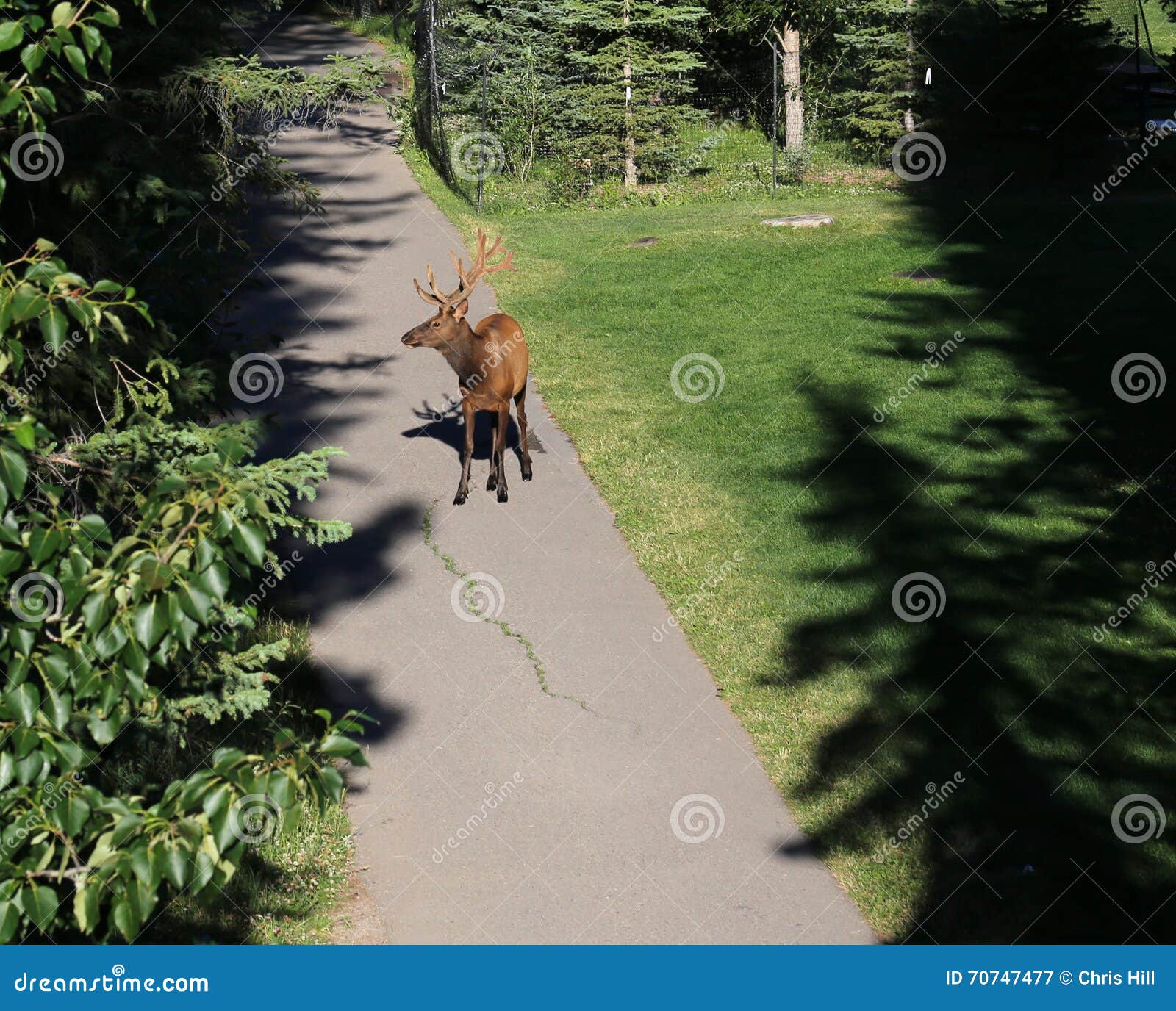 Elk in Banff Central Park stock image. Image of mammal - 70747477