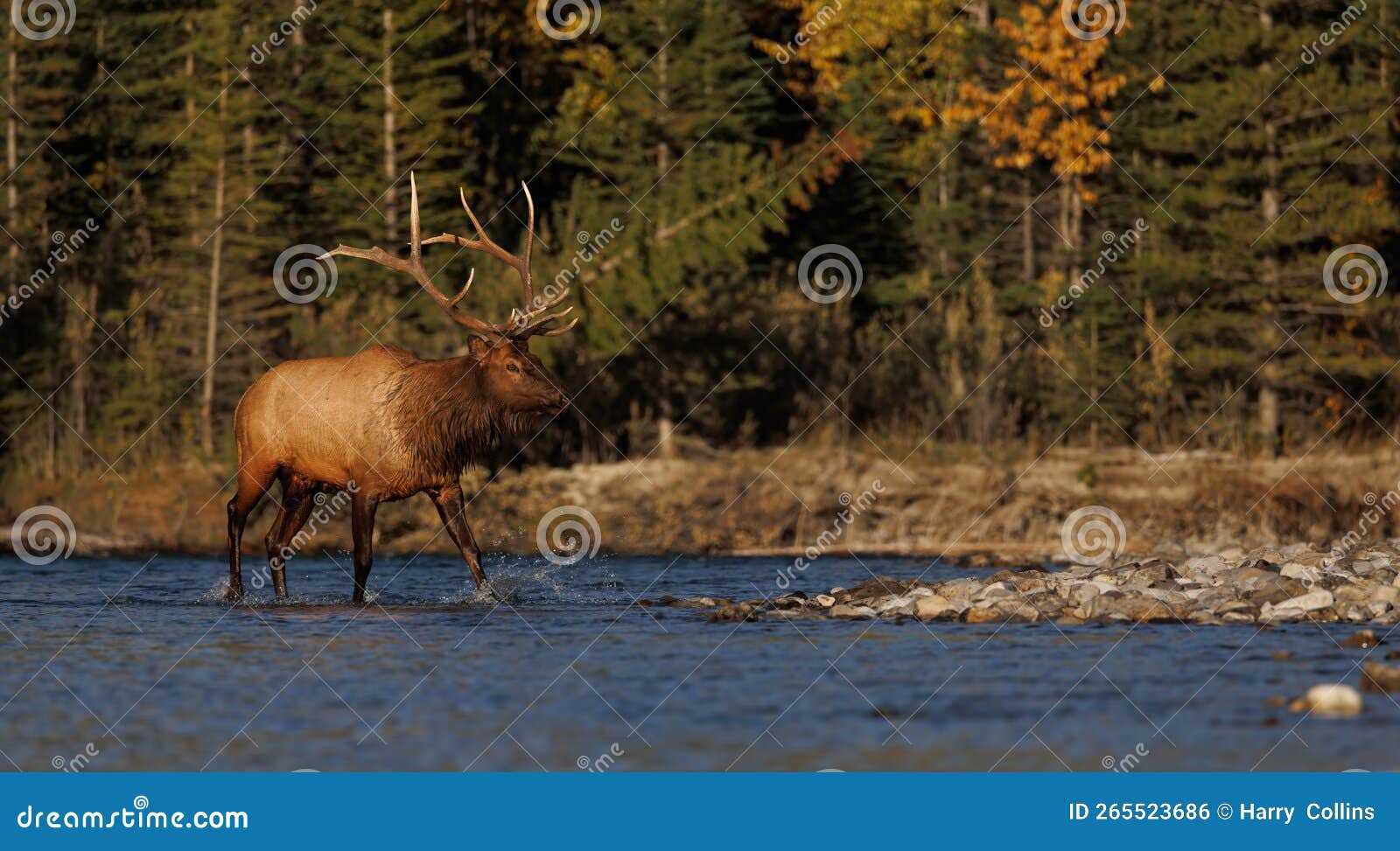 Elk in Banff National Park in the Fall Stock Photo - Image of water ...