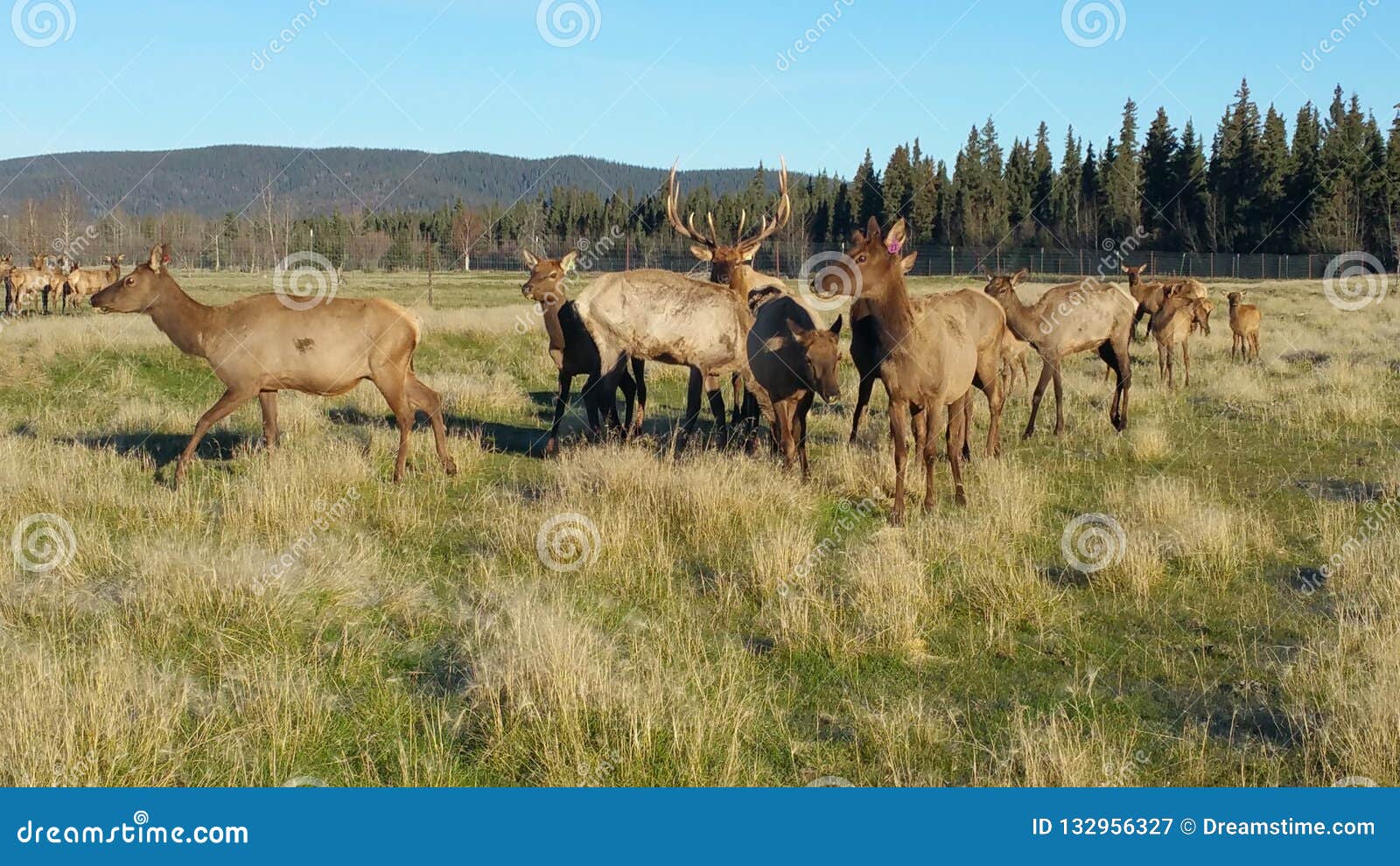 ELK stock image. Image of beautiful, alaska - 132956327