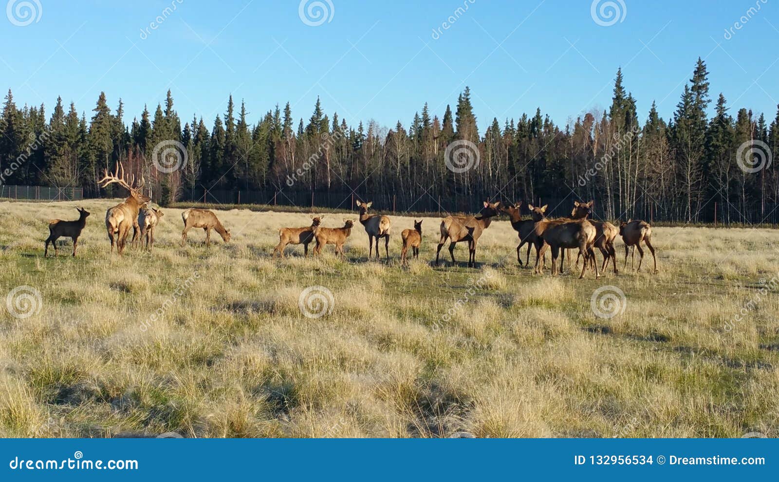 ELK stock photo. Image of beautiful, alaska - 132956534