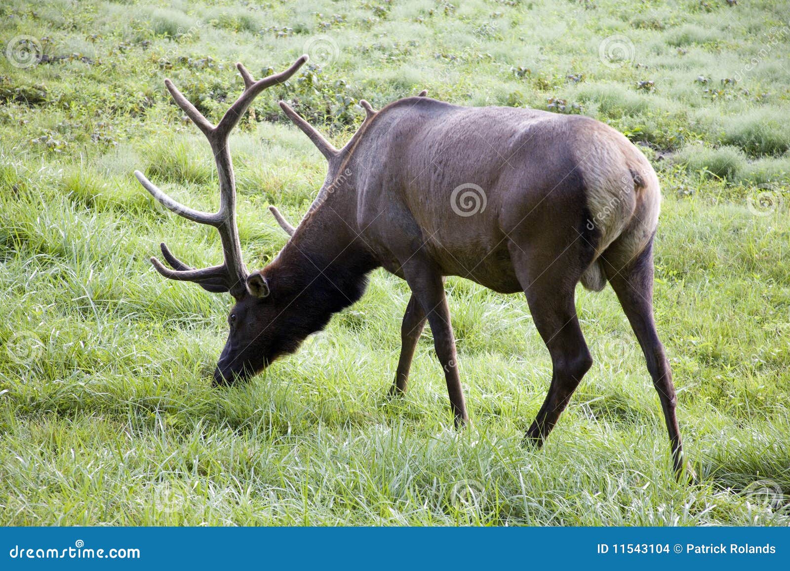Elk buck stock photo. Image of grass, parks, rack, national - 11543104