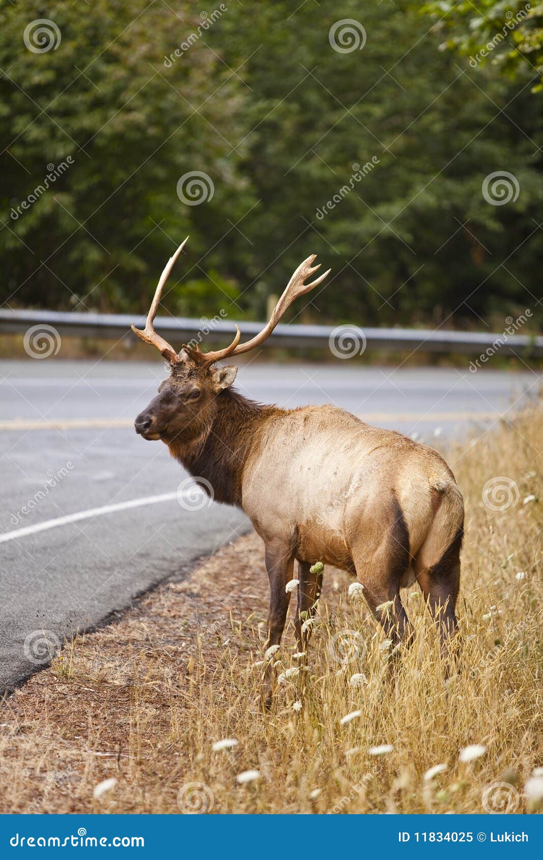 Elk Buck stock image. Image of grass, power, road, crossing - 11834025