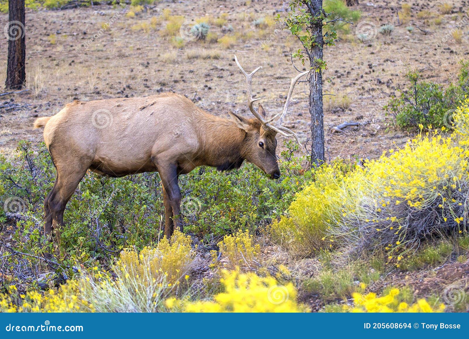 Elk Buck in the Forest stock photo. Image of hunt, grazing - 205608694