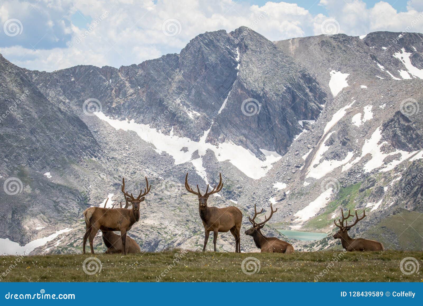 ELK BUCKS SHOWING OFF THEIR RACKS Stock Image - Image of rocky, buck ...
