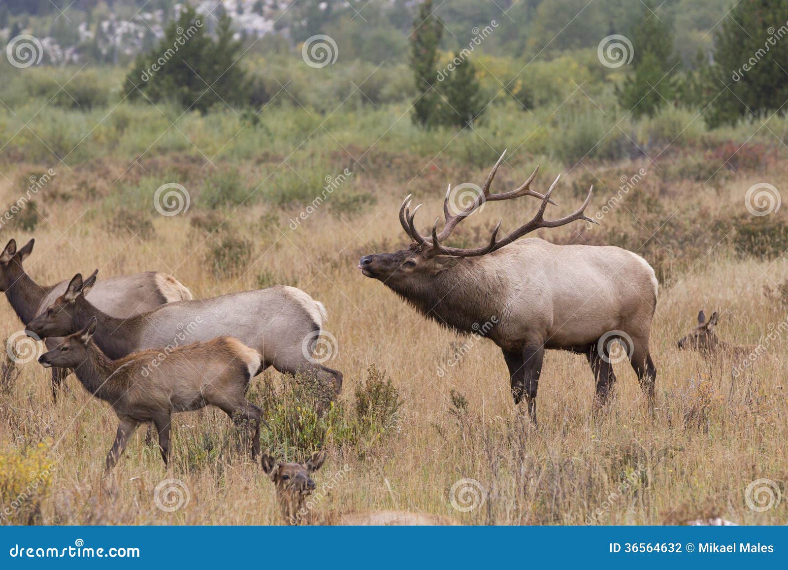 Elk Bugle stock photo. Image of pope, mountain, harem - 36564632