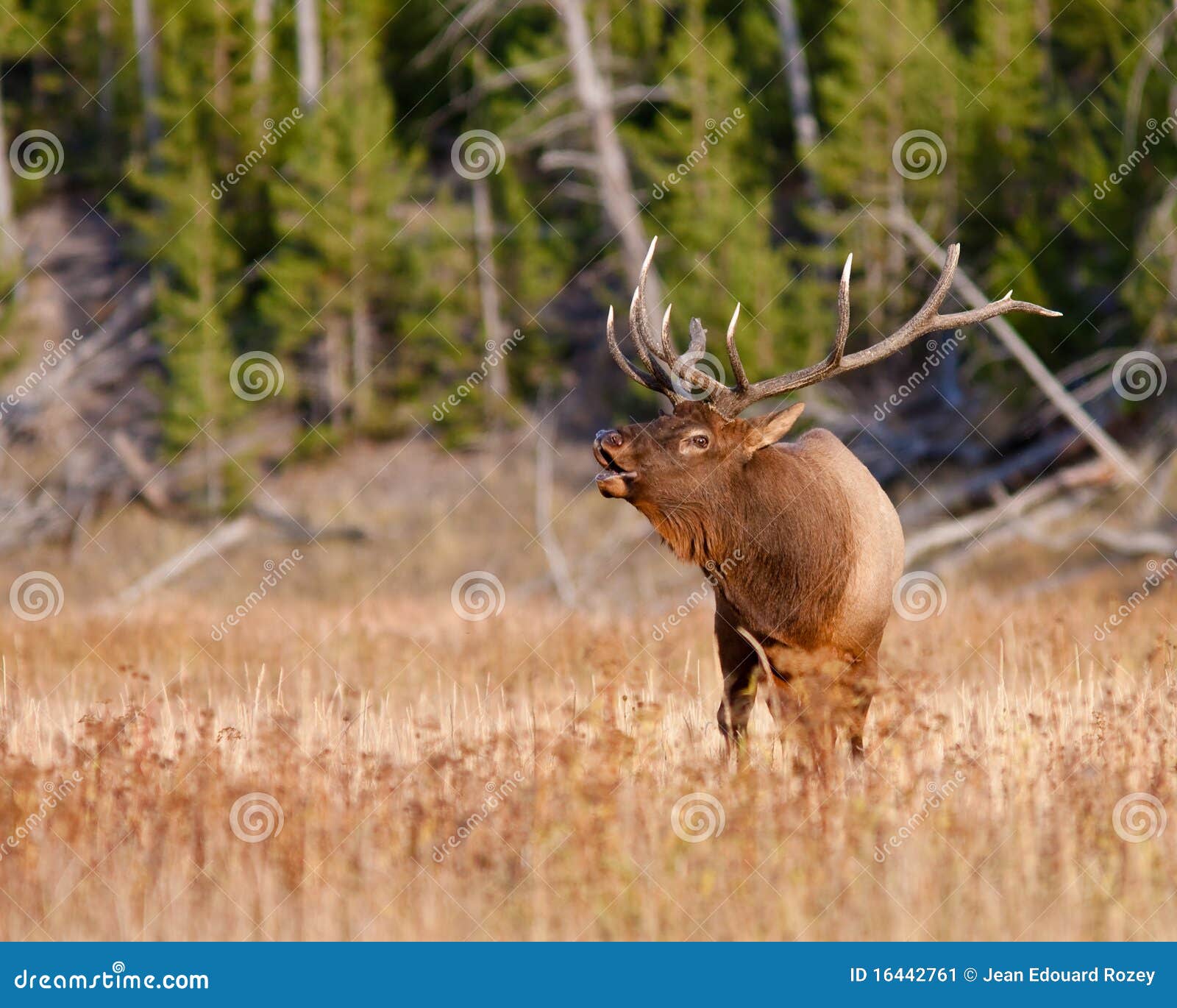 Elk Bugling stock image. Image of wild, game, velvet - 16442761